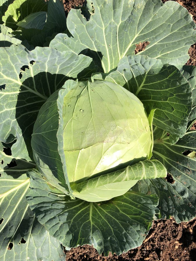 Fresh Raw Black Cabbage in the Farm Stock Photo - Image of organic ...