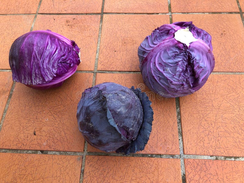 Fresh Raw Black Cabbage in the Farm Stock Image - Image of closeup ...