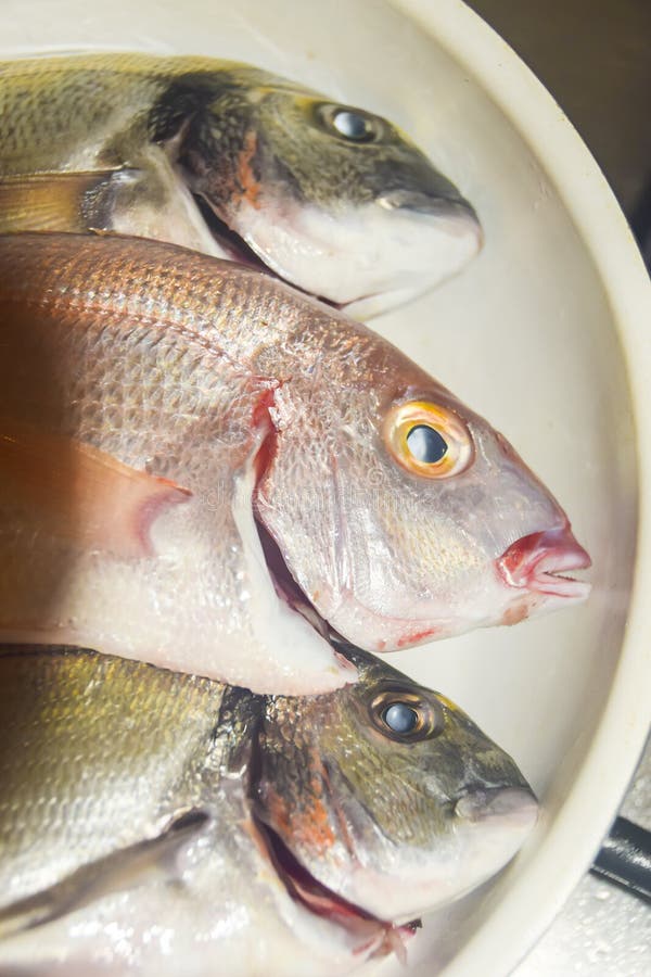 Fresh Raw Bright Fish with Scales in a Frying Pan Stock Image - Image ...