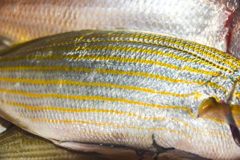 Fresh Raw Bright Fish with Scales in a Frying Pan Stock Photo - Image ...