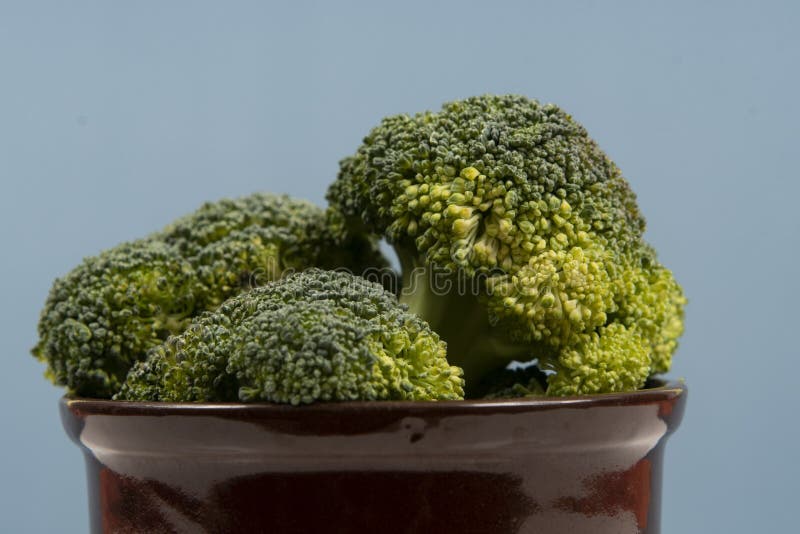 Fresh Raw Broccoli in Pot Isolated Stock Image - Image of health ...