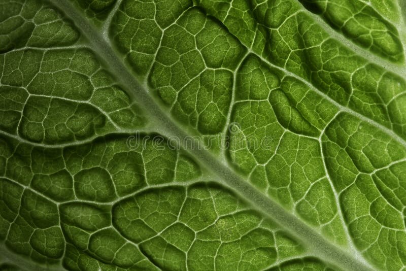 Fresh Raw Cabbage Leaf Texture Macro Background Stock Image - Image of ...