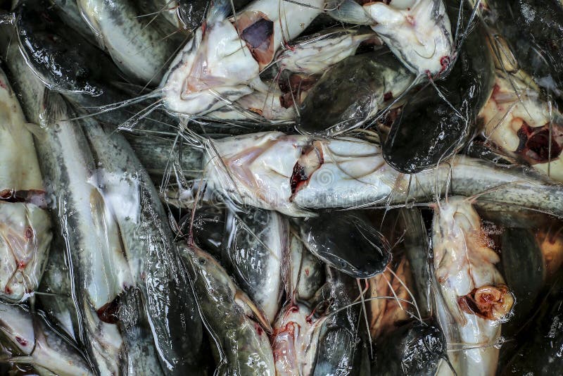 Fresh Raw Catfish (ikan Lele) Ready To Cook Stock Image - Image of ...