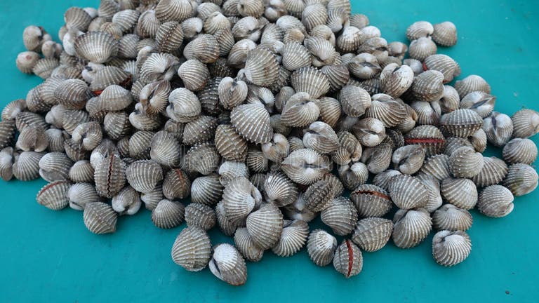 Fresh raw cockles stock image. Image of cockle, life - 66083173