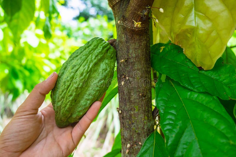 Fresh Raw Cocoa Fruit from Cacao Tree Stock Image - Image of fruit ...