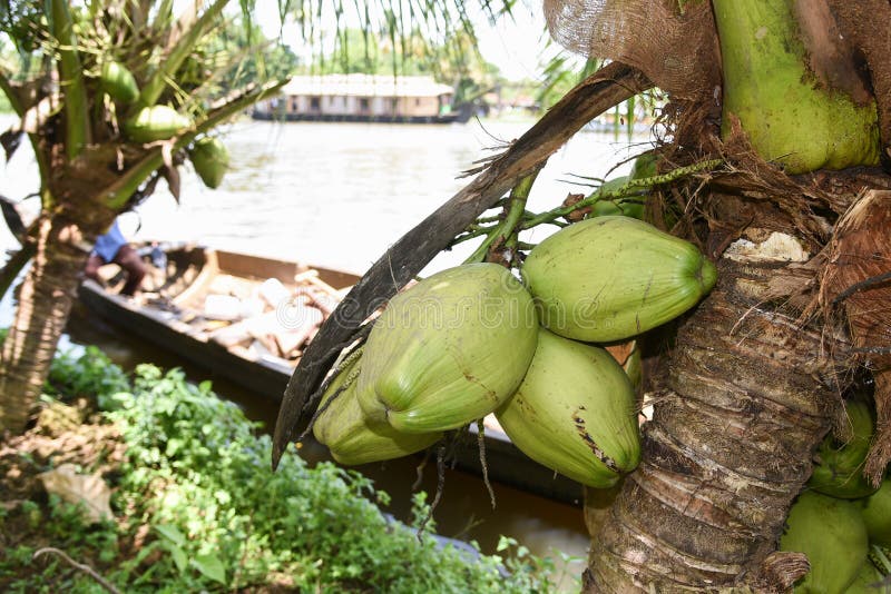 Fresh Raw Coconut Fruit on Coconut Tree in Kerala India Stock Image ...