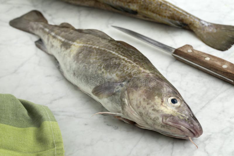 Fresh raw cod fish stock photo. Image of fresh, healthy - 137584696