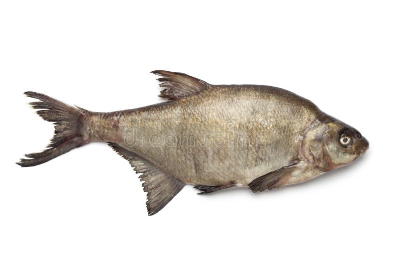 Common Sea Bream on Display at the Market Stock Photo - Image of ...