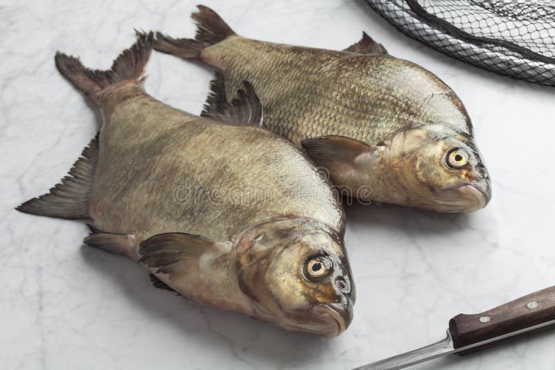 Fresh raw common breams stock image. Image of freshwater - 62731397