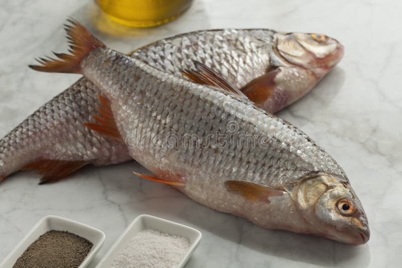 Fresh raw common roach stock photo. Image of common, fresh - 74556704