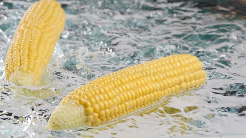 Fresh Raw Corn Cob Falling on Wet White Surface and Splashing Water ...