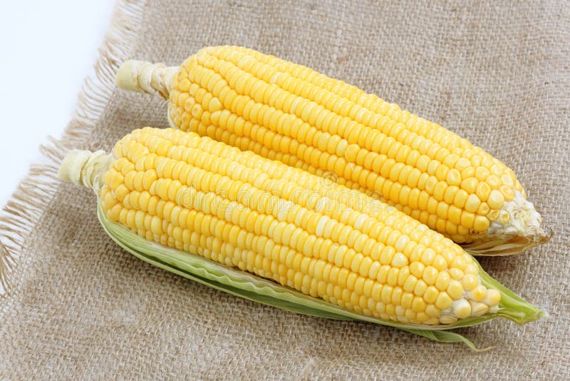 Fresh raw corn stock photo. Image of husk, healthy, pile - 76819984