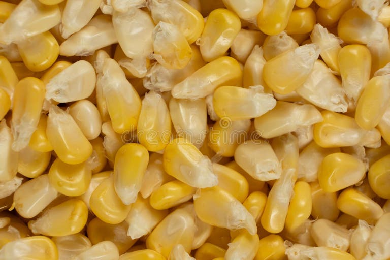 Fresh Raw Corn Kernels Macro Top View Texture Stock Photo - Image of ...