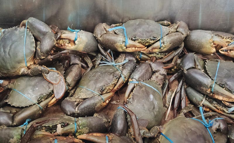Fresh Raw Crab in Fish Market Stock Photo - Image of lunch, appetizer ...