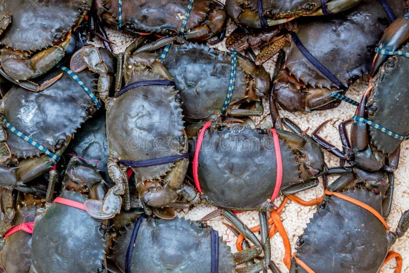 Fresh raw crabs stock photo. Image of lanka, legs, freshness - 82866002