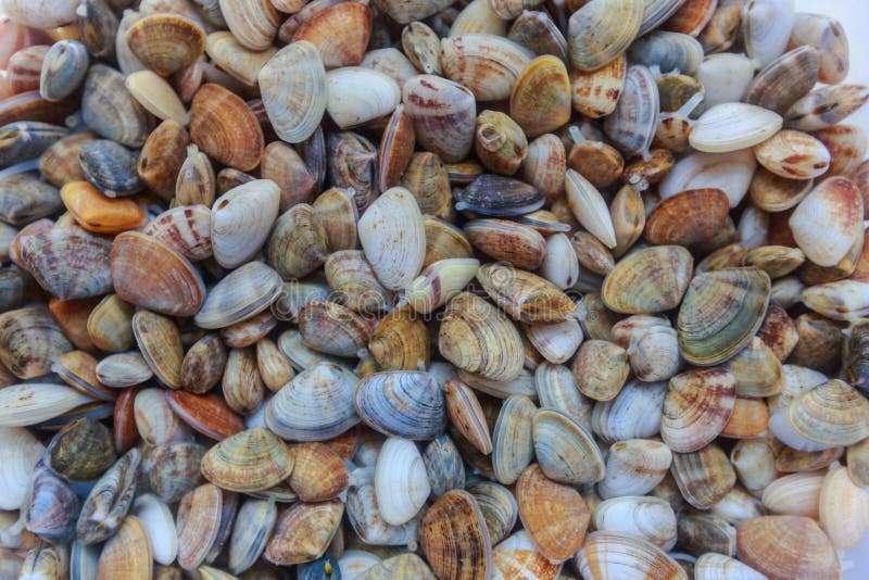 Wedge Shells, Donax Faba or Hoy Seap in Fish Sauce is Thai Seafood ...