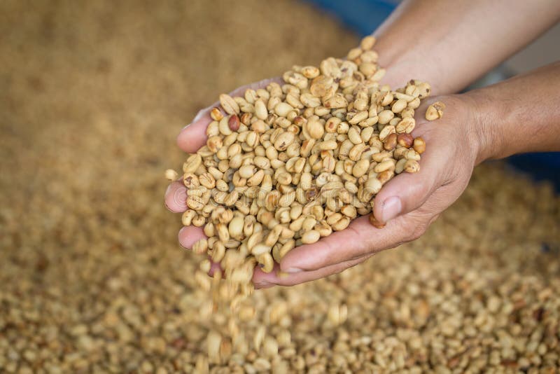 Organic Red Coffee Cherries, Raw Coffee Bean on Coffee Tree Plantation ...