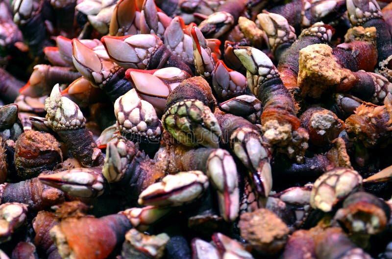 Fresh raw edible barnacles stock image. Image of spain - 70542649
