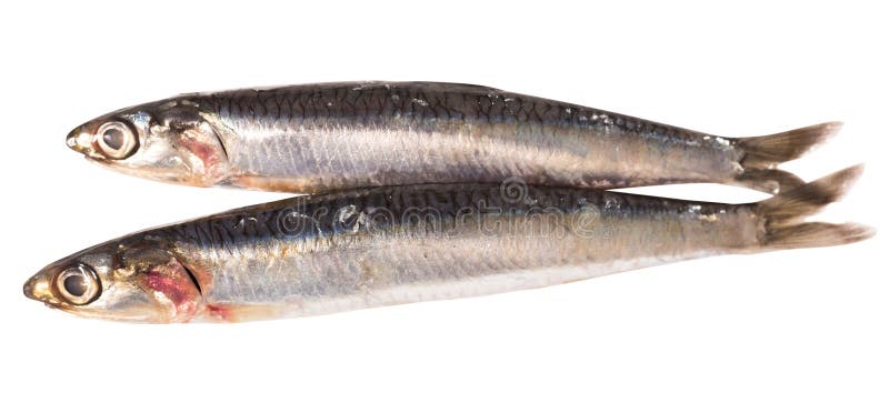 Anchovy Isolated on White Background Stock Image - Image of marinated ...