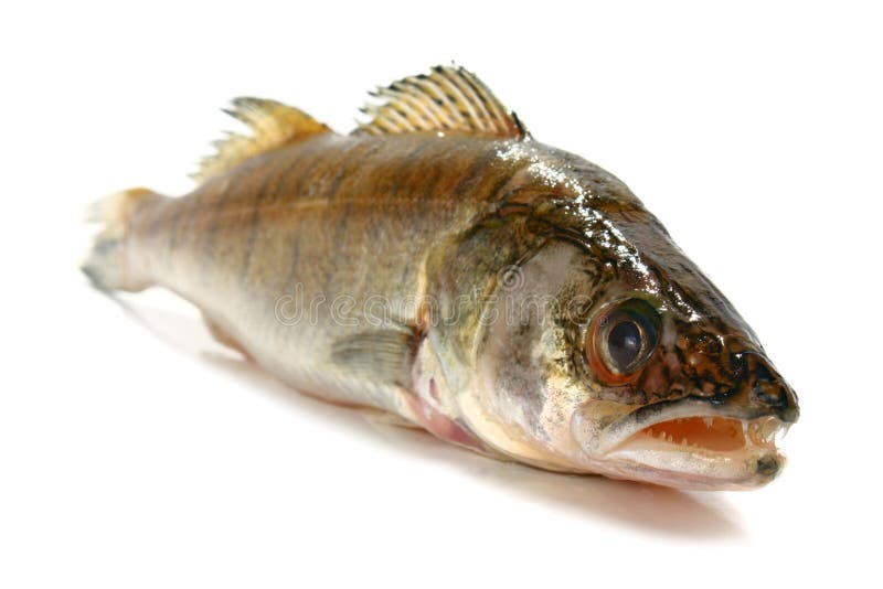 Fish. zander stock image. Image of healthy, ling, dinner - 3381153