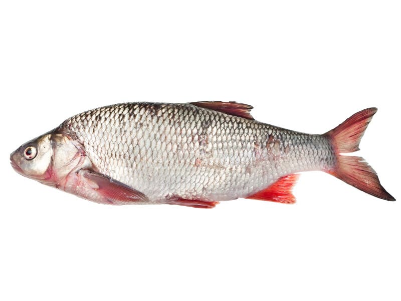 Fresh raw fish stock photo. Image of single, head, cuisine - 19269968