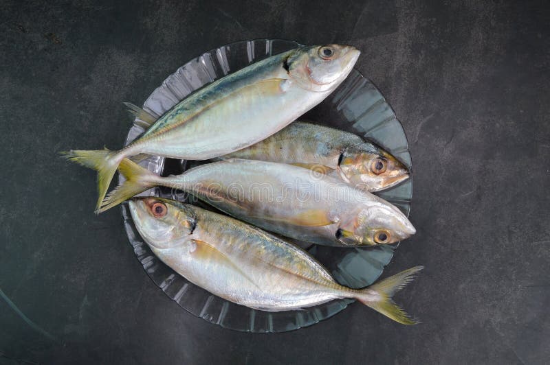 Fresh Raw Fish Called As Rastrelliger Kanagurta or Mackerel Fish Stock ...