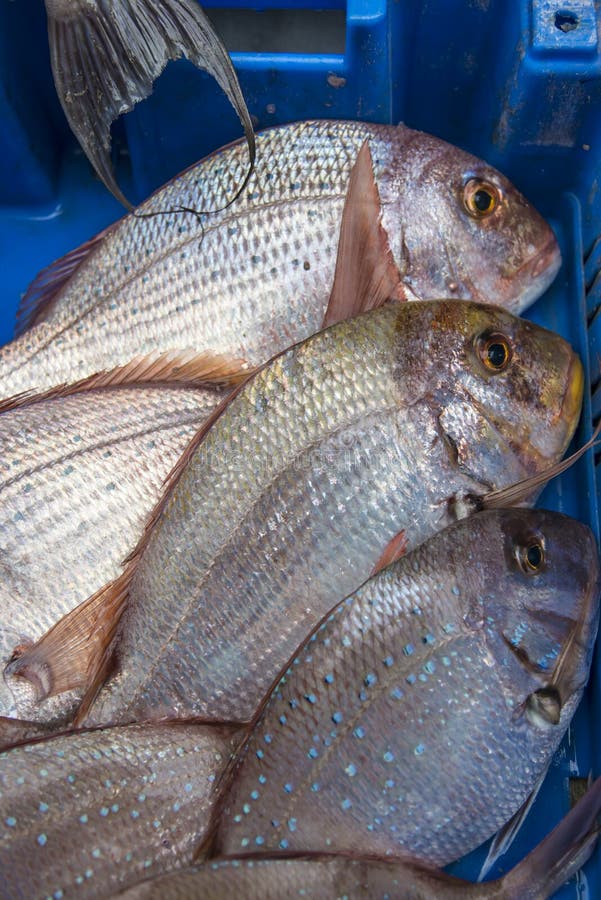 Common Pandora Fish Pagellus Erythrinus Stock Image - Image of ...