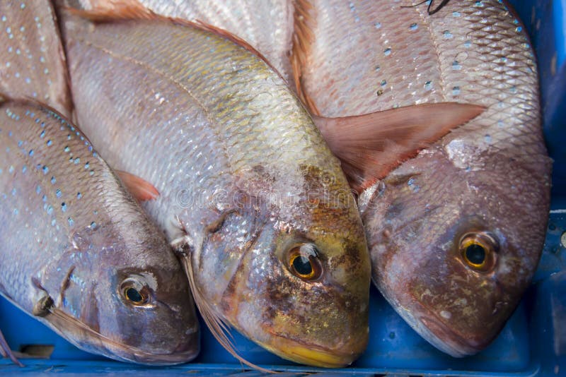 Common Pandora Fish Pagellus Erythrinus Stock Photo - Image of ...