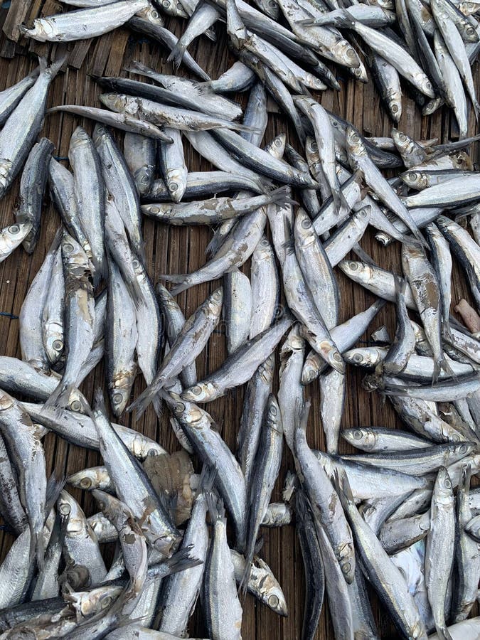 Fresh Raw Fish Dried Under the Sun Stock Photo - Image of invertebrate ...