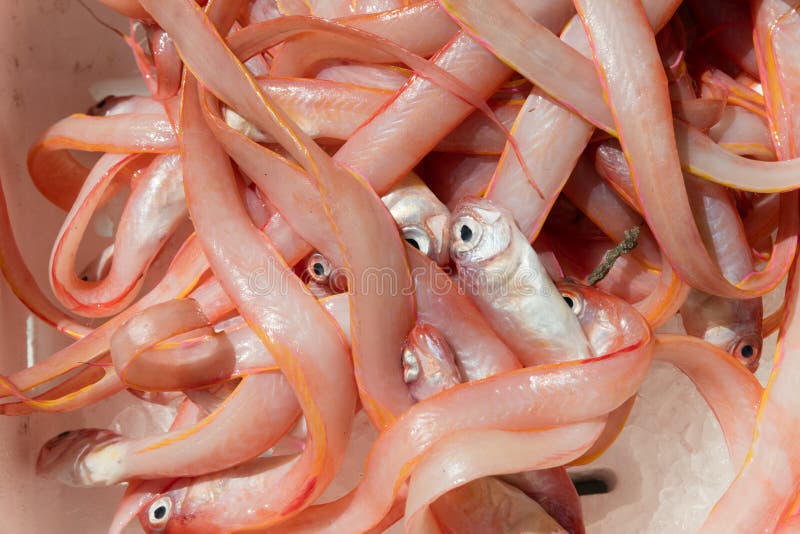 Fresh raw fish exposed stock image. Image of fishery - 128404263