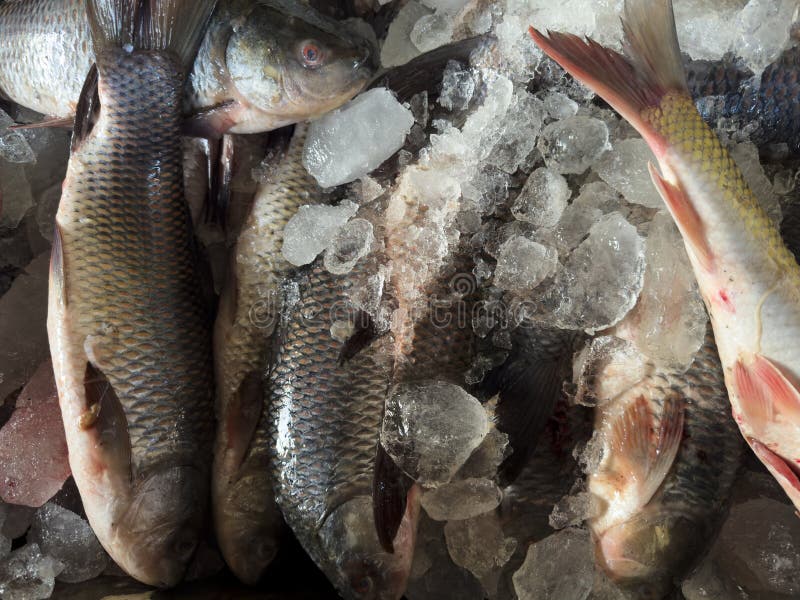 Fresh Seafood Display. Raw Fish Market Display Stock Photo - Image of ...