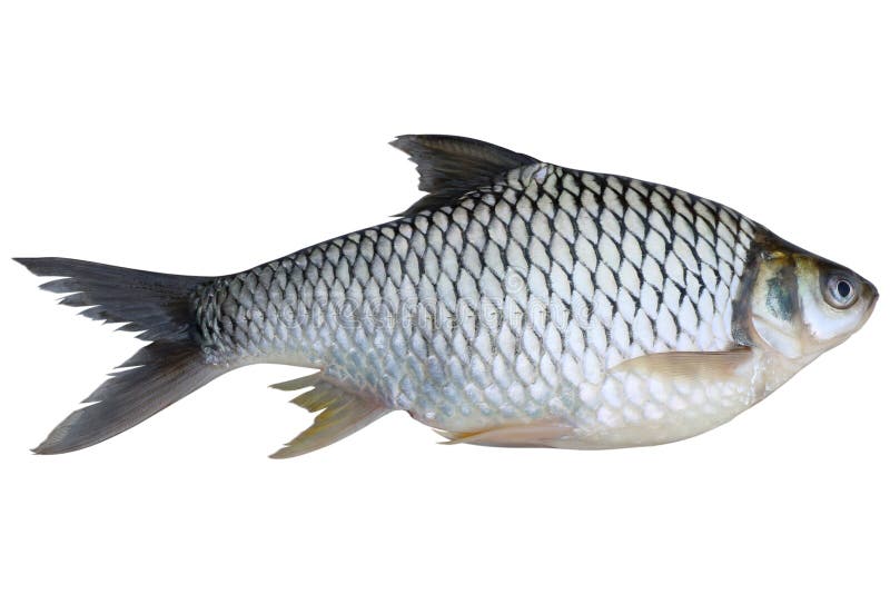 Two Fresh Raw Fish Isolated on White Background Freshwater Fish Stock ...