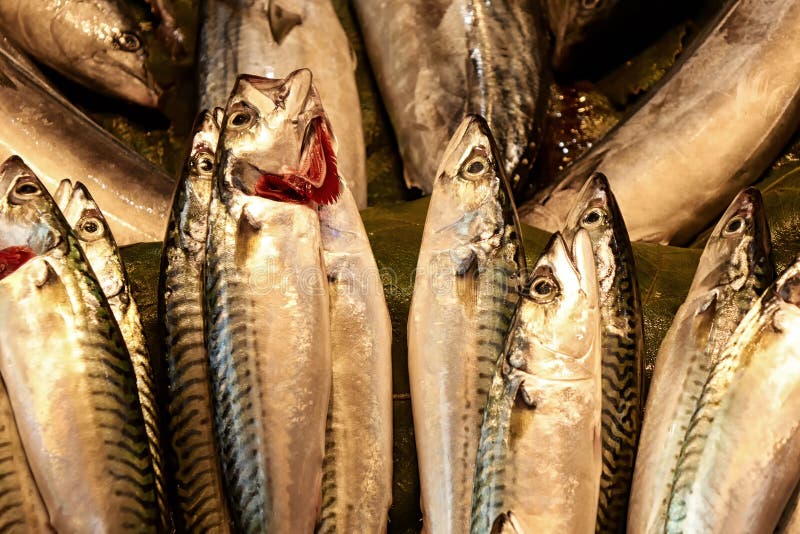 Freah fish in the store stock photo. Image of background - 105686424
