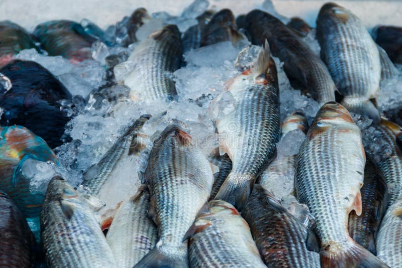 Fresh Raw Fish in Fish Market Stock Image - Image of bazaar, group ...
