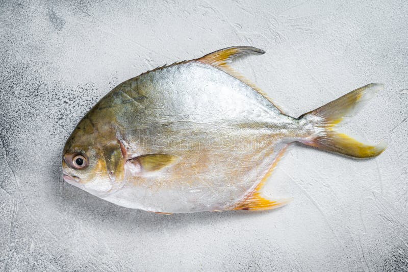 1,074 Pompano Fish Stock Photos - Free & Royalty-Free Stock Photos from ...