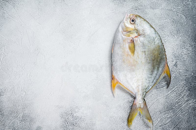 Fresh Raw Fish Pompano on Kitchen Table. White Background. Top View ...