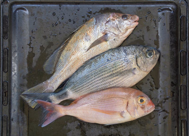 Fresh Raw Fishes of Sea Bream Stock Image - Image of fish, dorada ...
