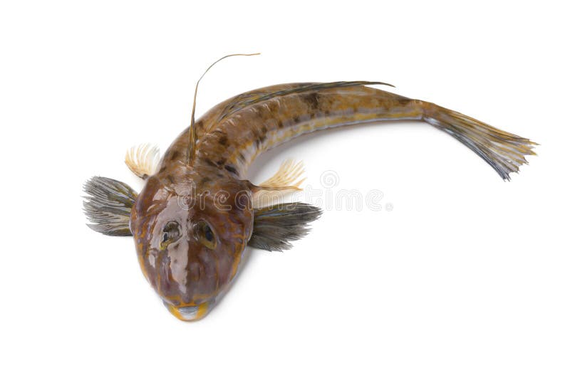 897 Flathead Fish Stock Photos - Free & Royalty-Free Stock Photos from ...