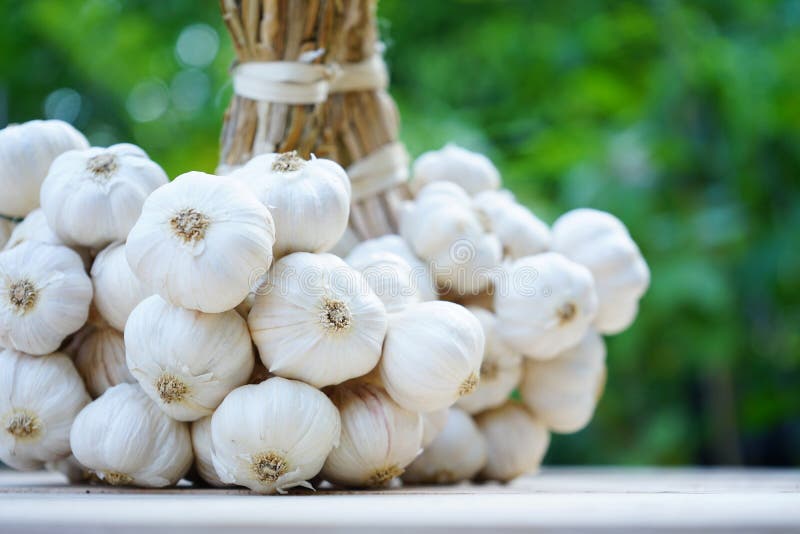 Fresh Raw Garlic Bundle, Copy Space, Kitchen Raw Ingredient Concept ...
