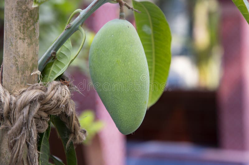 Fresh Raw Green Mango Hinging in the Tree Branch Stock Photo - Image of ...