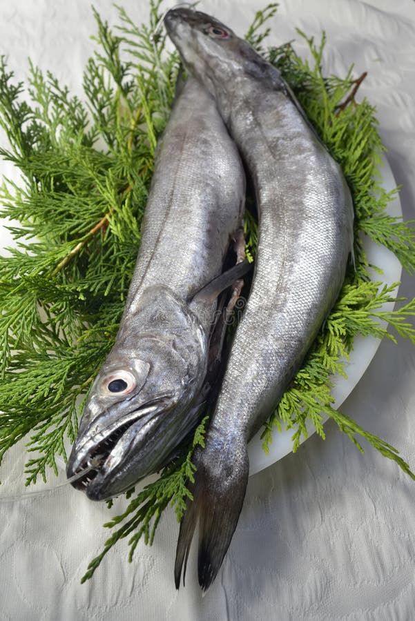 252 Hake Fish Head Stock Photos - Free & Royalty-Free Stock Photos from ...