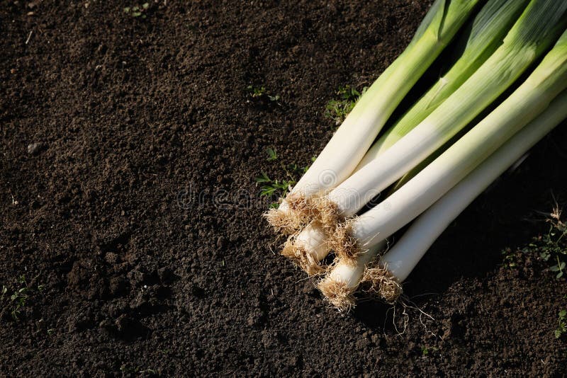 Fresh Raw Leeks on Ground Outdoors, Above View. Space for Text Stock ...
