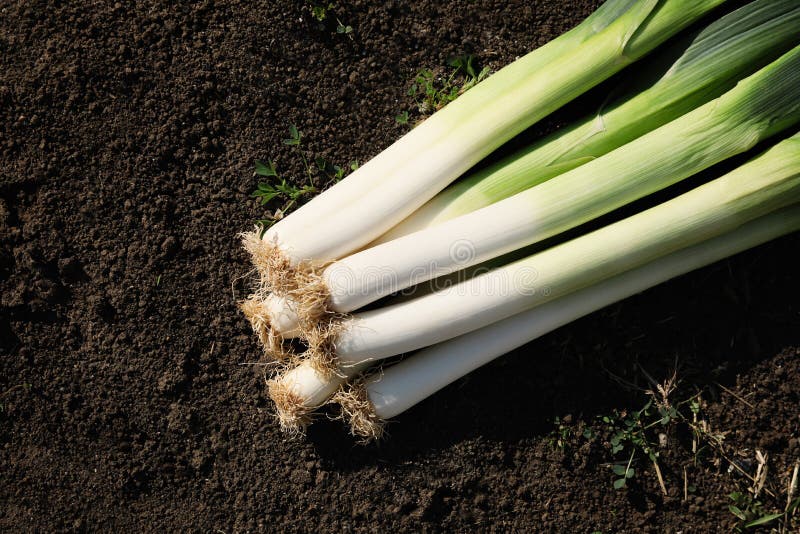 Fresh Raw Leeks on Ground Outdoors, Closeup Stock Image - Image of copy ...