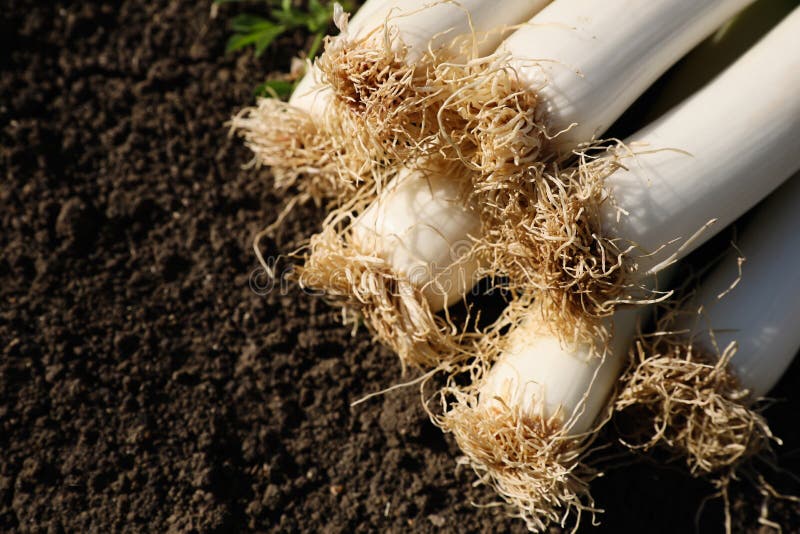 Fresh Raw Leeks on Ground Outdoors, Closeup. Space for Text Stock Image ...