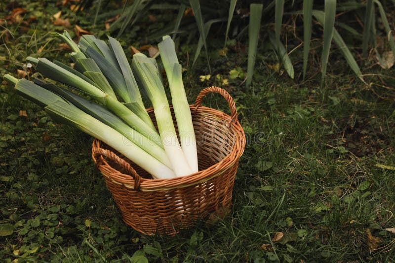 Fresh Raw Leeks in Wicker Basket on Green Grass Outdoors Stock Photo ...