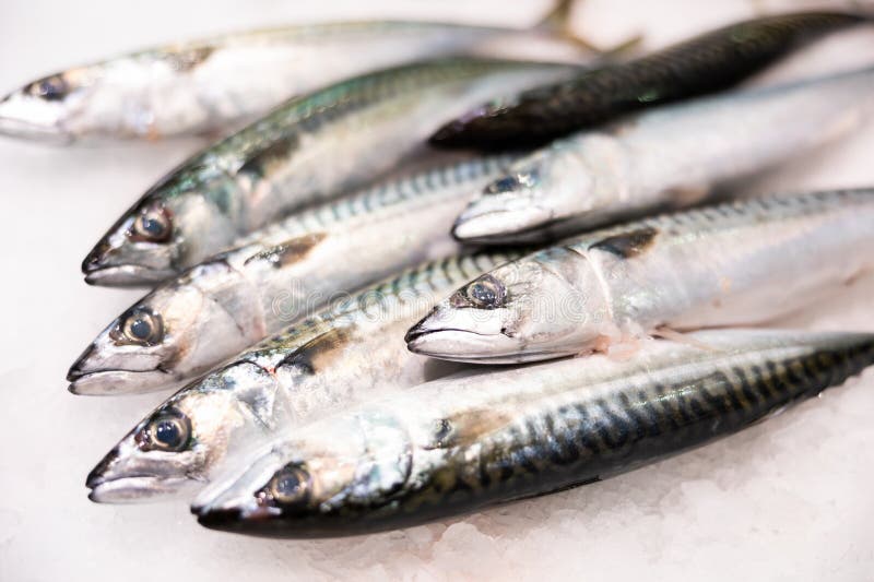 Fresh Raw Mackerel Fish on Ice - Fish Sale at Fish Market Stock Photo ...