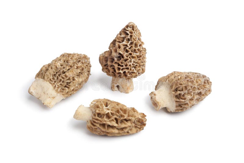 Morel Mushrooms stock photo. Image of picked, morel, cuisine - 54727804