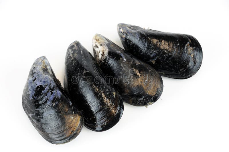 Fresh Raw Mussel Isolated on White Background Stock Image - Image of ...