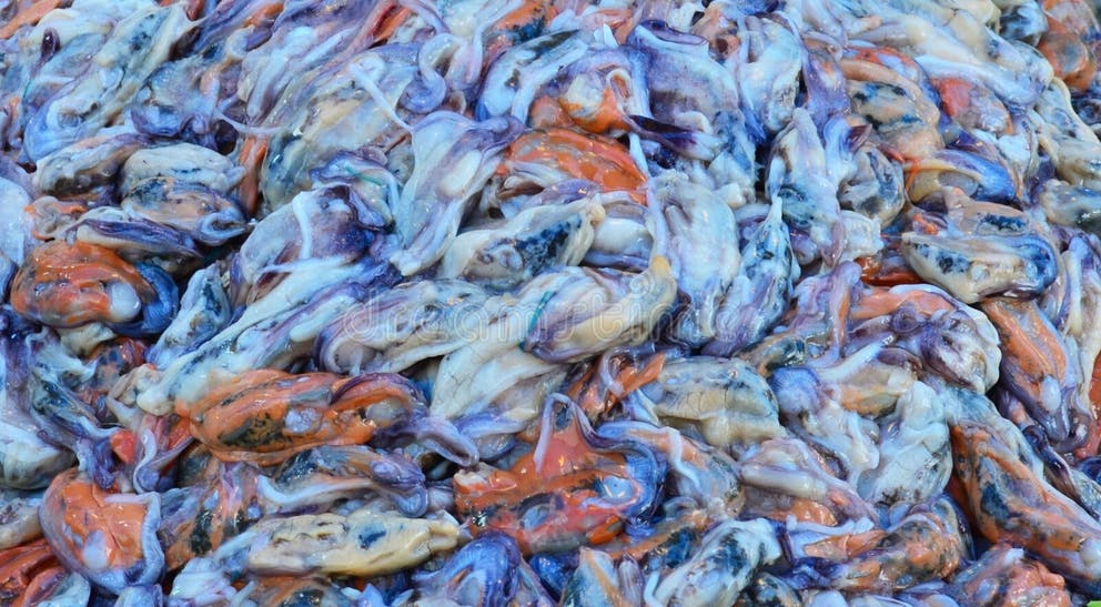 Fresh Raw Mussel stock photo. Image of ocean, cuisine - 68326346