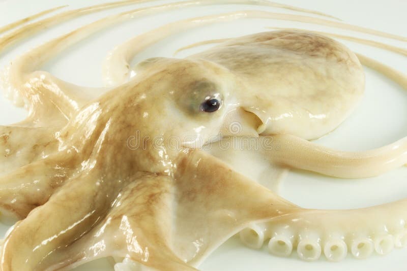 Fresh, raw octopus stock photo. Image of delicious, food - 17734804
